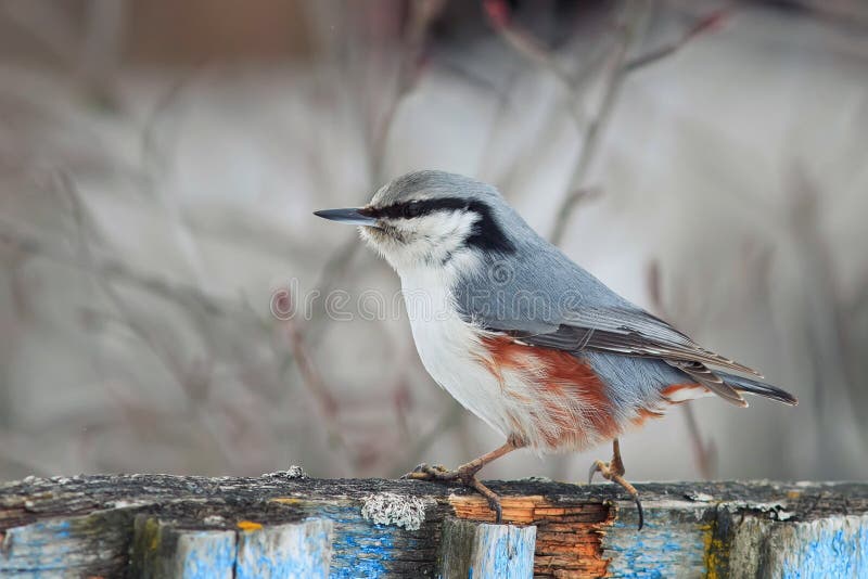 Bird grey nuthatch stands stock photo. Image of park - 69311214