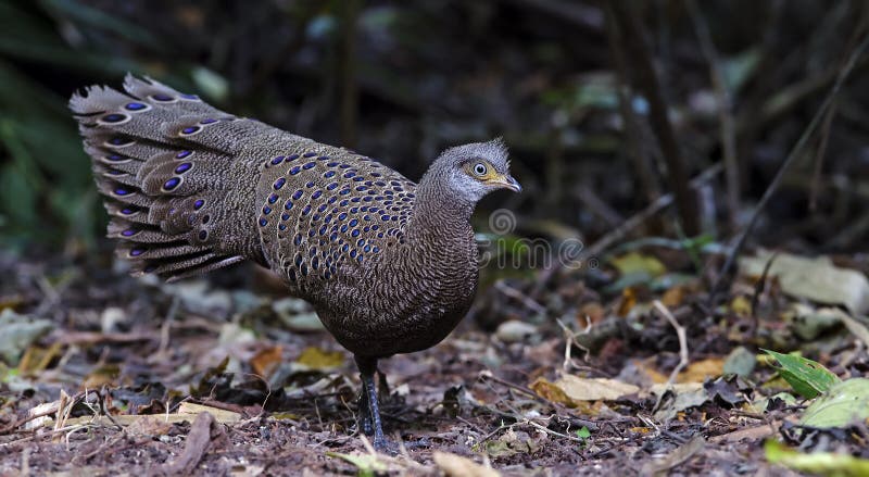 Grey peacock-pheasant stock image. Image of peacock, large - 31364565