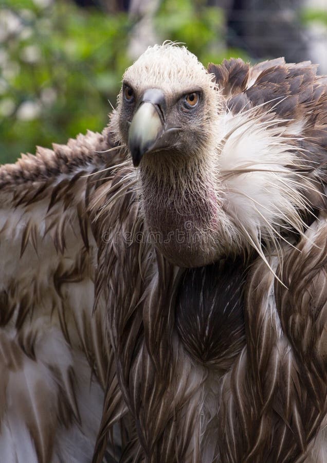 Bird of Griffon Vulture Side View Stock Image - Image of eurasian ...