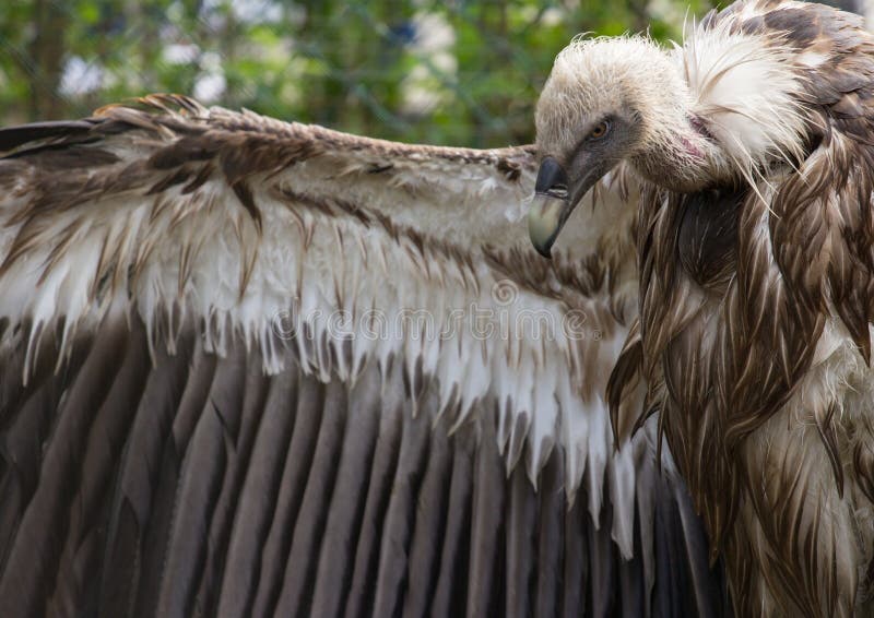 Bird of Griffon Vulture Side View Stock Photo - Image of feathers, ruff ...