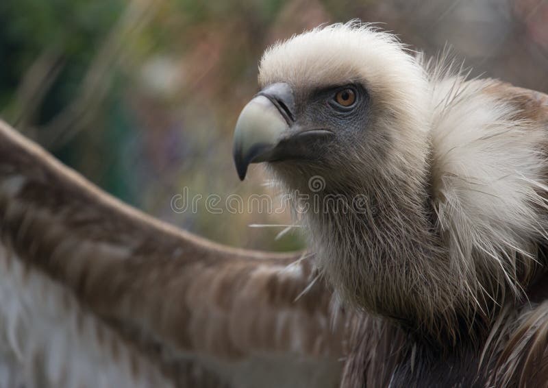 Bird of Griffon Vulture Side View Stock Photo - Image of griffon, prey ...