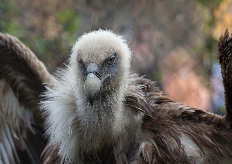 Bird of Griffon Vulture Side View Stock Photo - Image of huge, white ...