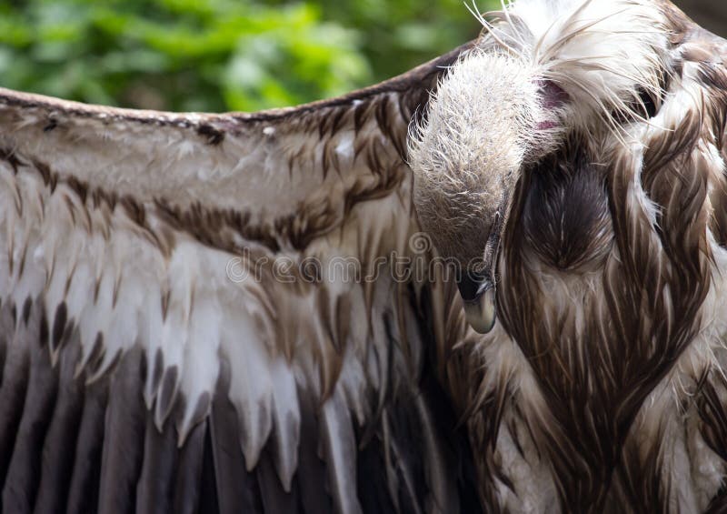 Bird of Griffon Vulture Side View Stock Image - Image of head, close ...