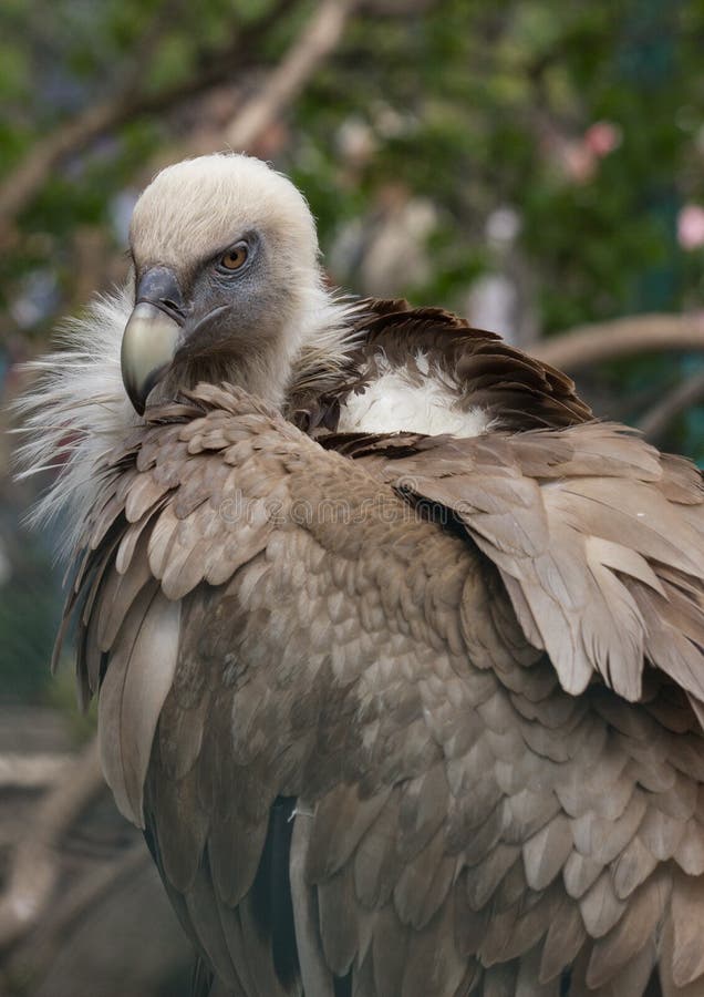 Bird of Griffon Vulture Side View Stock Image - Image of beak, bird ...