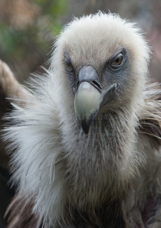 Bird of Griffon Vulture Side View Stock Photo - Image of open, wingspan ...