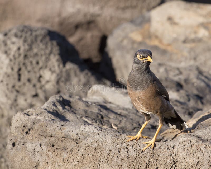 Grumpy Bird stock photo. Image of eastern, garden, water - 74244342