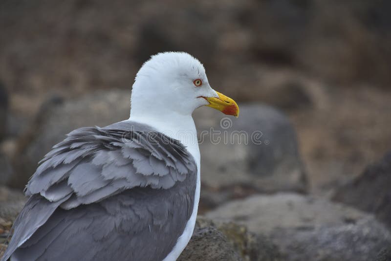 Bird, Gull, Beak, Seabird Picture. Image: 136080801