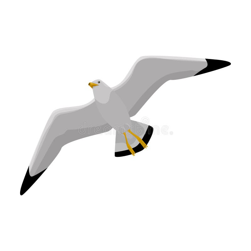 Bird Gull Vector Icon.Cartoon Vector Icon Isolated on White Background ...