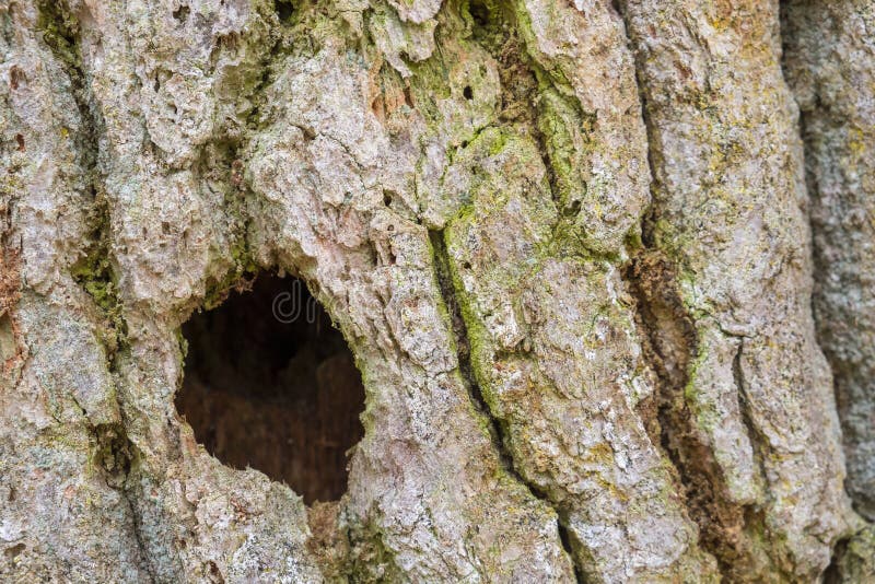 Bird Hack hole in a tree stock photo. Image of crack - 136358396