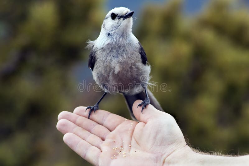 Bird on the hand stock image. Image of lake, colored - 10360439