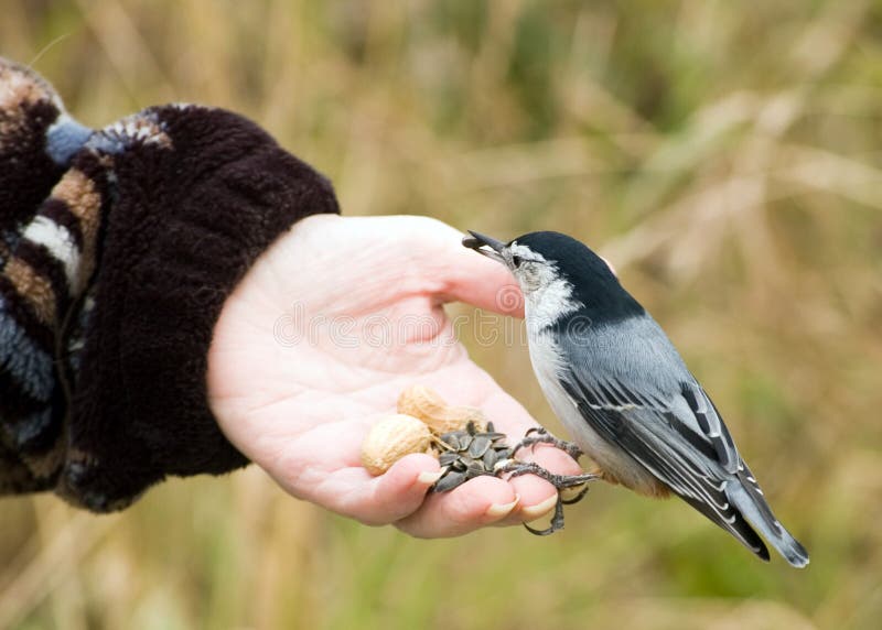 Bird in Hand stock image. Image of avian, birding, wildlife - 11365793