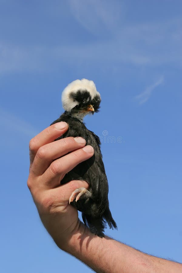 A Bird in the Hand stock photo. Image of body, avian, fingers - 1436324