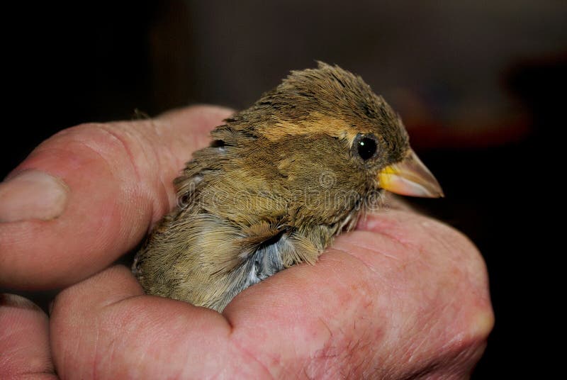 Bird in hand stock photo. Image of nature, house, look - 23300922