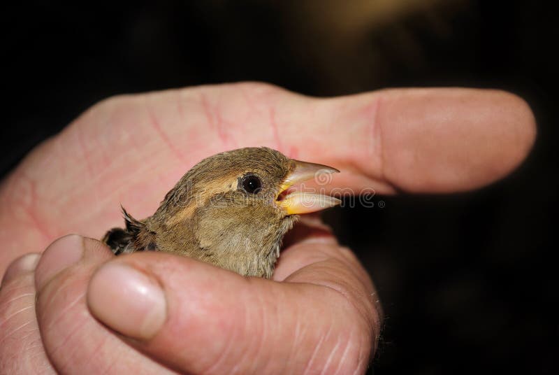 Bird in hand stock image. Image of caught, house, feed - 23300937