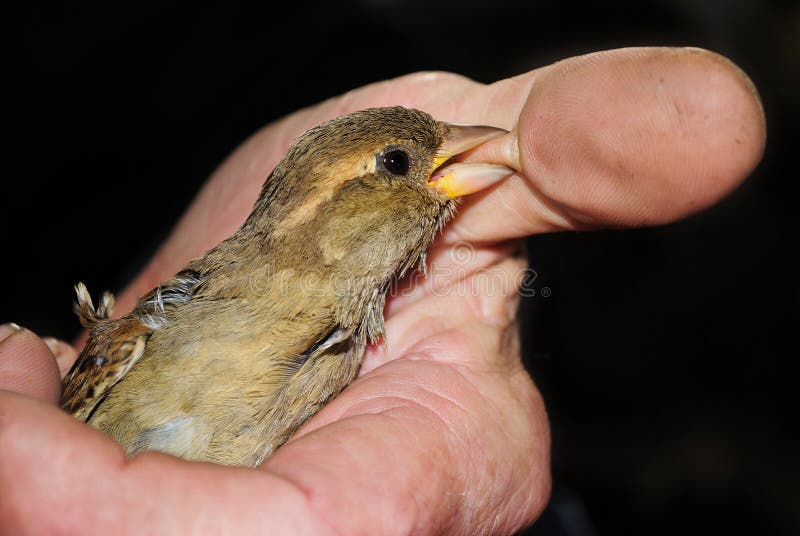 Bird in hand stock image. Image of tame, tail, good, feed - 23300943