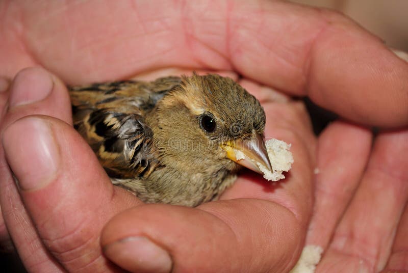 Bird in hand stock image. Image of tail, feed, hand, tame - 23300947