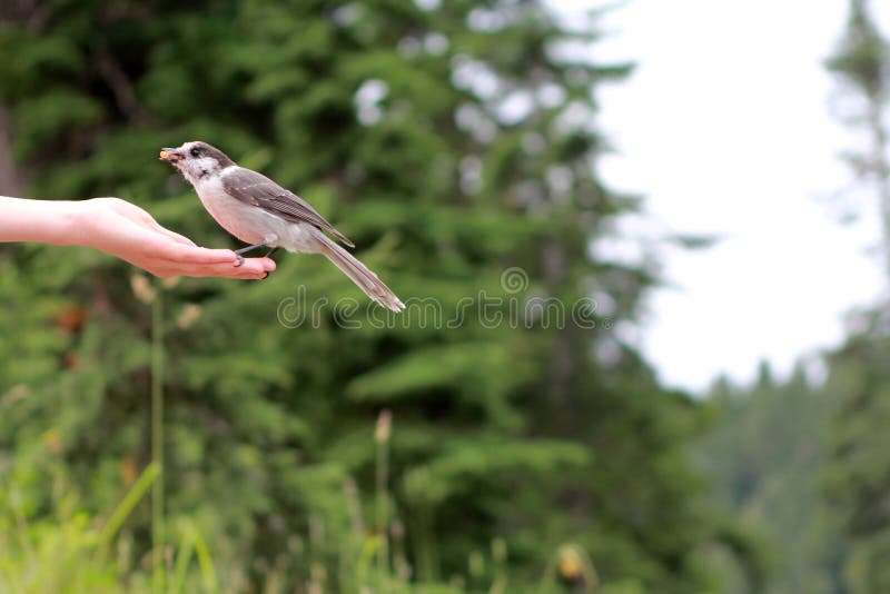 Bird on a hand stock photo. Image of sparrow, summer - 26757358
