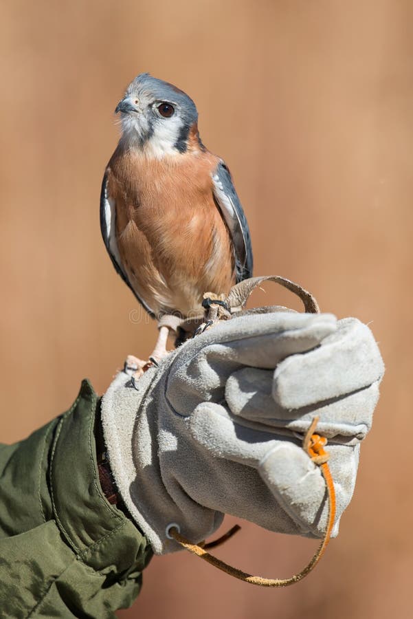 Bird in the hand stock photo. Image of falcon, tethered - 28439134
