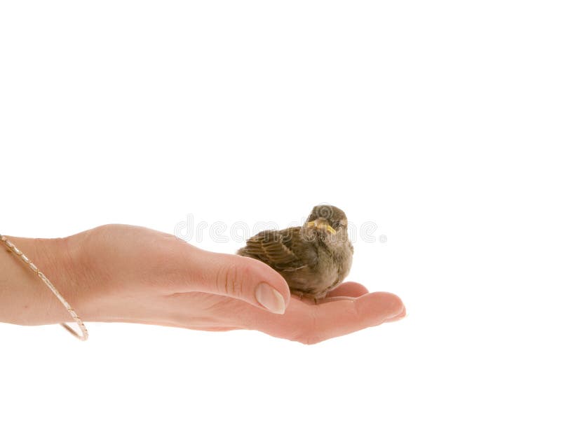 Bird on my hand stock image. Image of finger, blur, cute - 51113035