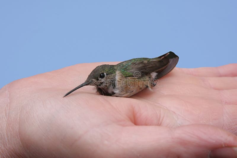 Hummingbird in human hand stock photo. Image of feathers - 28272242