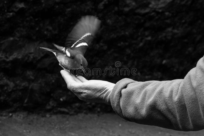 Bird in hand stock photo. Image of eating, black, feed - 36627672