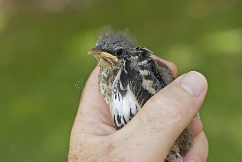 Kold Hours Stock Photos - Free & Royalty-Free Stock Photos from Dreamstime