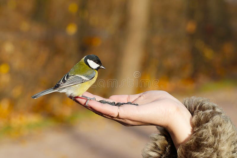 Bird on the hand stock image. Image of feed, autumn, hand - 30787275