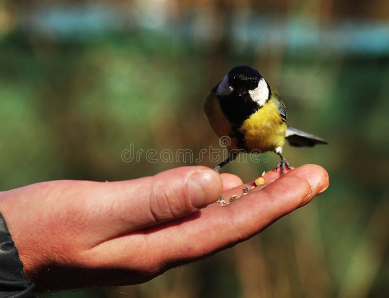 Bird in the hand stock image. Image of nature, landed - 46134945