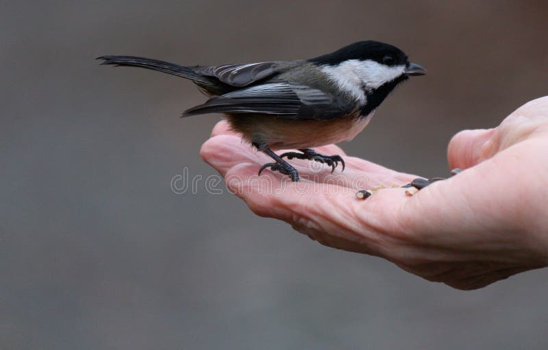 Bird on Hand stock photo. Image of people, chickadee - 39314892