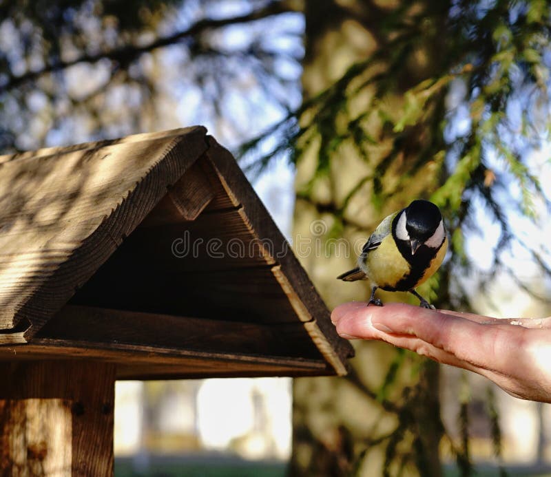 Bird Hand Tree Nature Sunlight Shadow Outdoors Stock Photo - Image of ...
