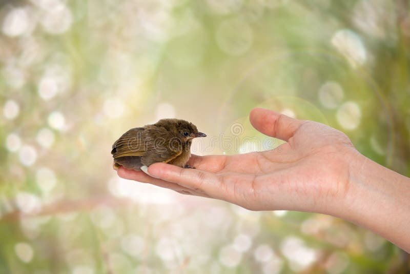 Bird in hand stock photo. Image of adorable, cute, hand - 2910156