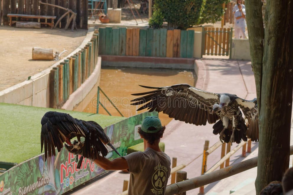 A Bird Handler Showcasing Two Large Birds in a Zoo Setting. One Bird is ...