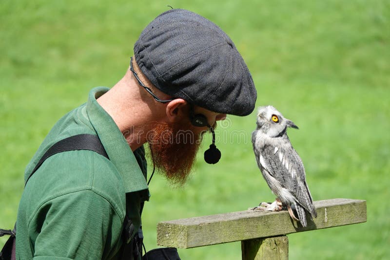 Looking for the bird editorial stock image. Image of safety - 85137034