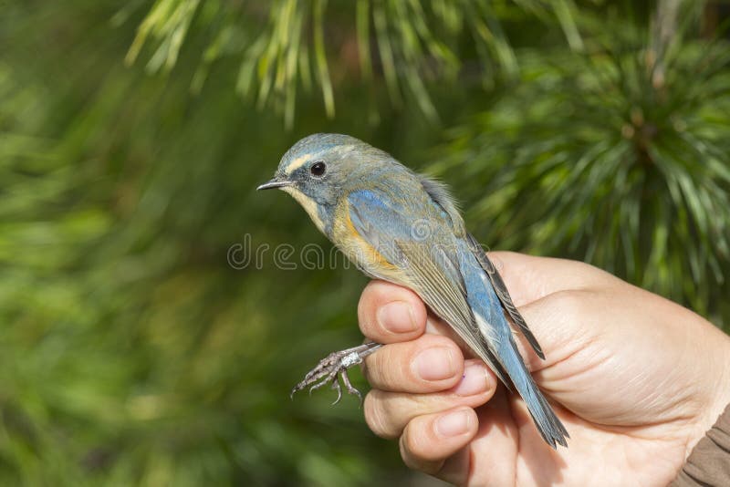 Bird in Hands of an Ornithologist Close Up Stock Photo - Image of ...