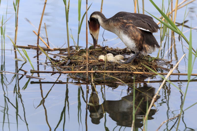 Bird hatching its eggs stock image. Image of birth, landscape - 55129407
