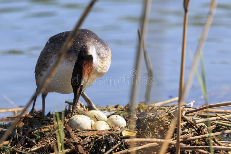 Bird hatching its eggs stock image. Image of birth, landscape - 55129407