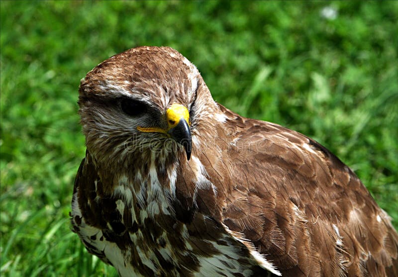 Bird hawk stock photo. Image of tail, predator, bird - 70903748