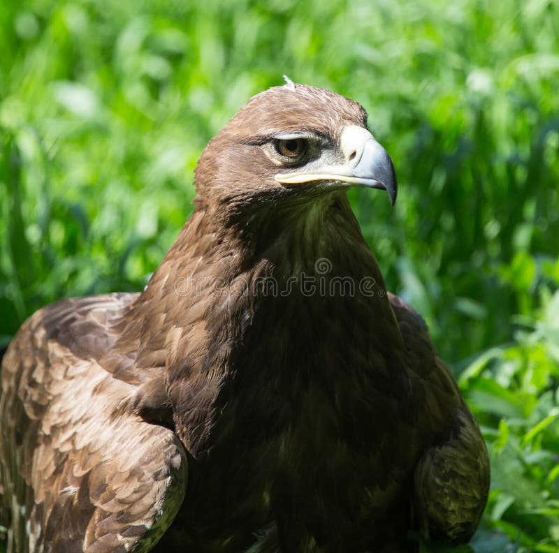Bird hawk nature stock photo. Image of tailed, power - 103346528