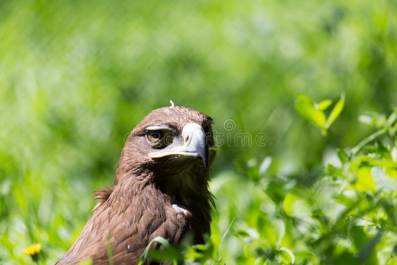 Bird hawk nature stock photo. Image of golden, buteo - 104473574