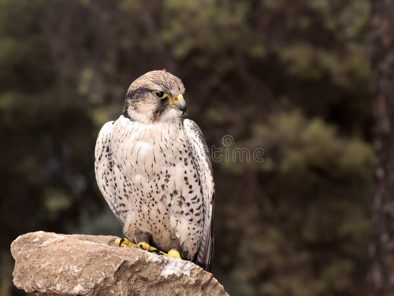 Bird Hawk Watching Its Prey Stock Image - Image of prey, symbols: 121638795