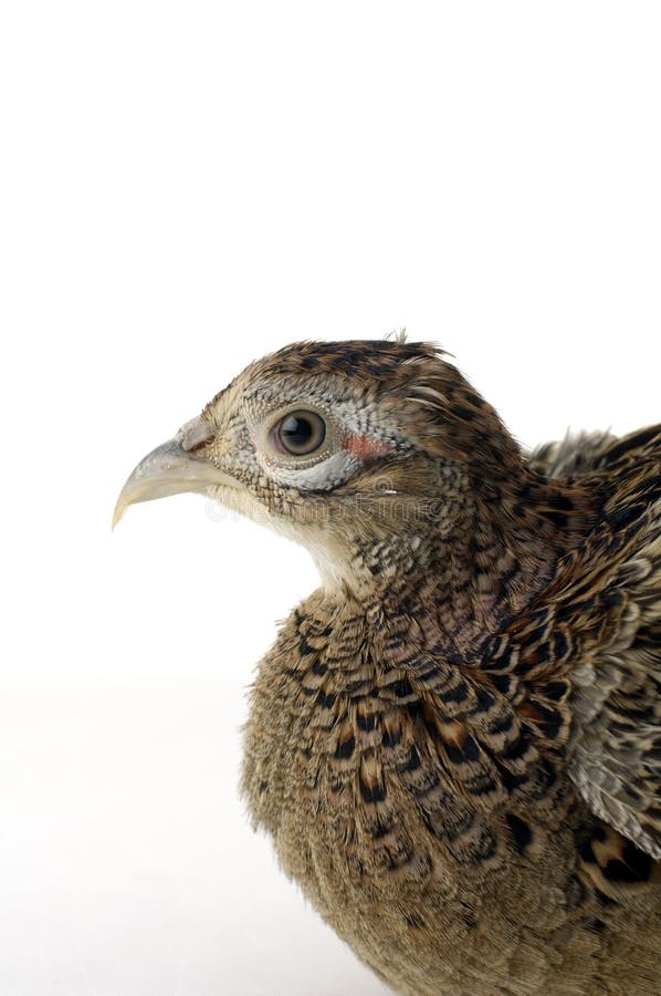 Bird head stock image. Image of isolated, food, ornithology - 22171853