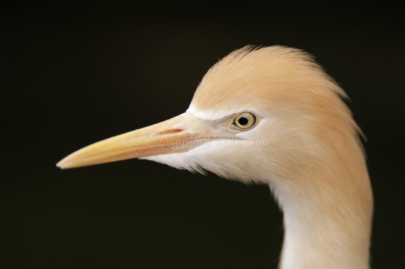 Bird head stock photo. Image of head, sharp, wildlife - 2384598