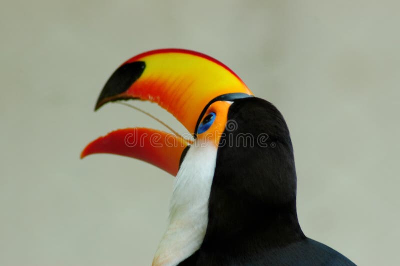 Bird head stock image. Image of park, cute, feathers, flight - 87585