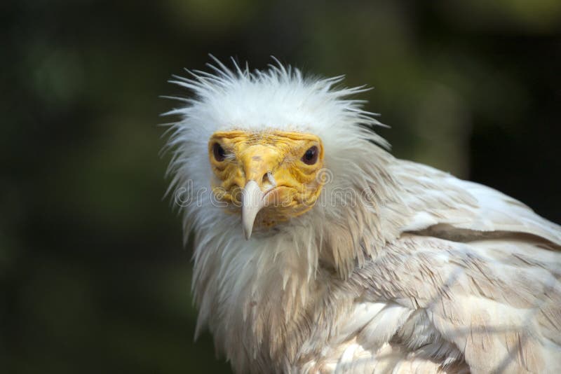 Bird head stock photo. Image of feather, talking, colorful - 35723852