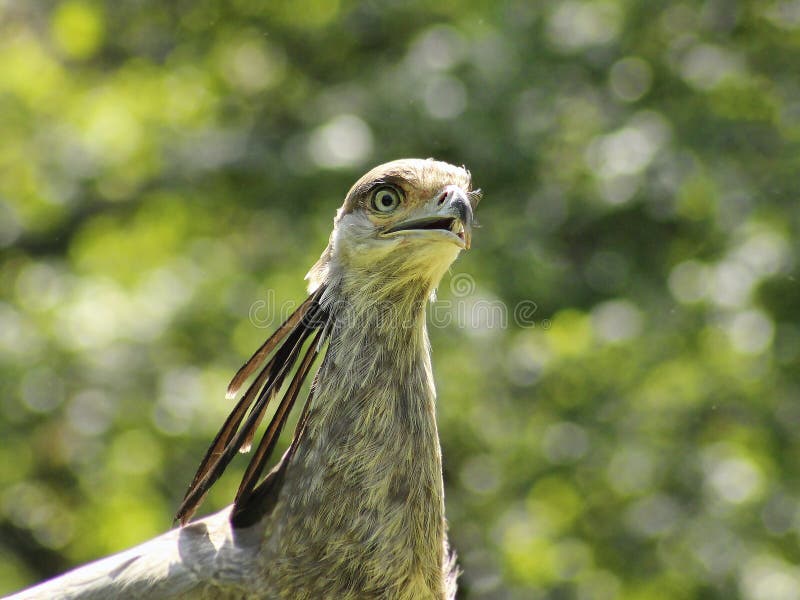 Bird Head on a Green Background. Predator Stock Image - Image of harpy ...