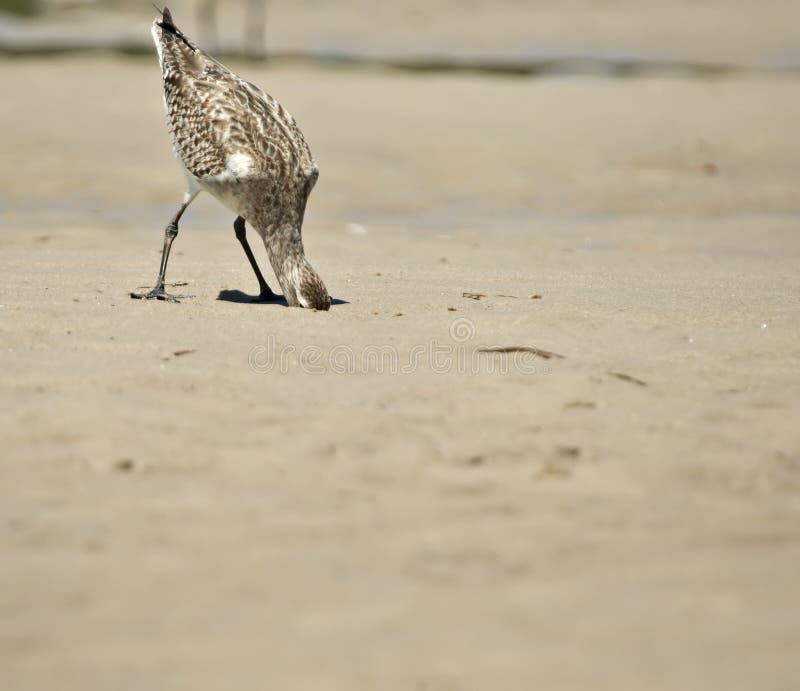 Bird head in the sand stock photo. Image of animal, head - 4815466
