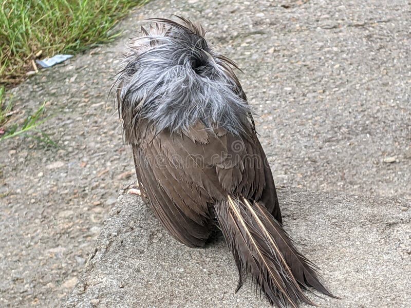 Bird without head sitting stock photo. Image of duck - 226343750