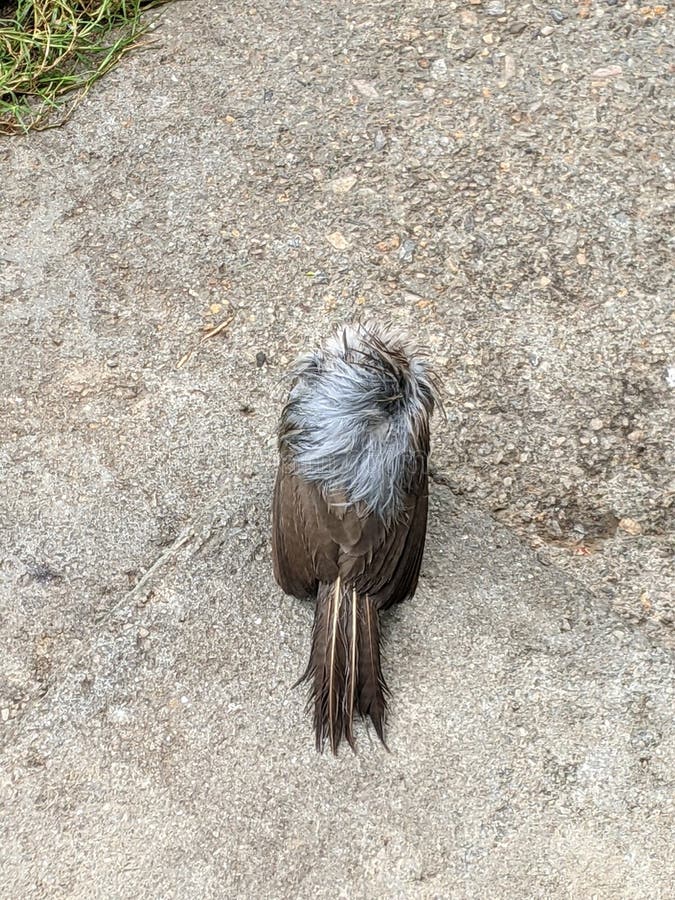 Bird without head sitting stock photo. Image of seabird - 226343768