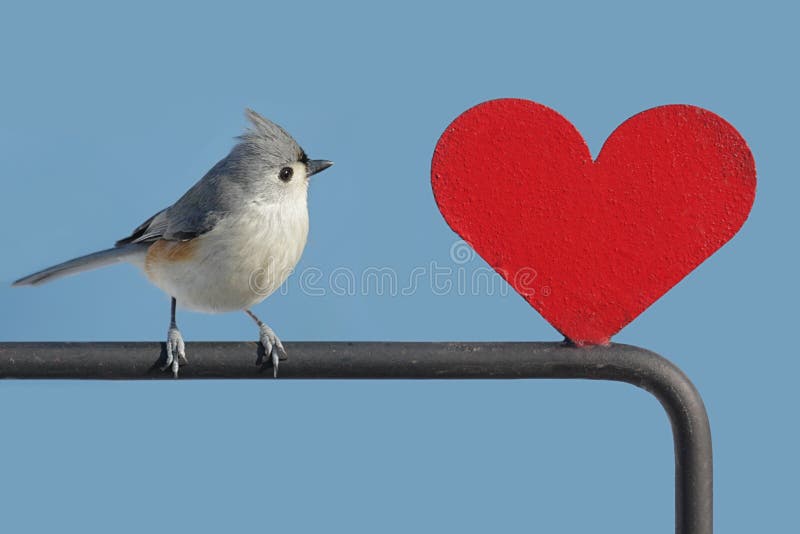Bird with Heart stock image. Image of nature, titmouse - 10913253