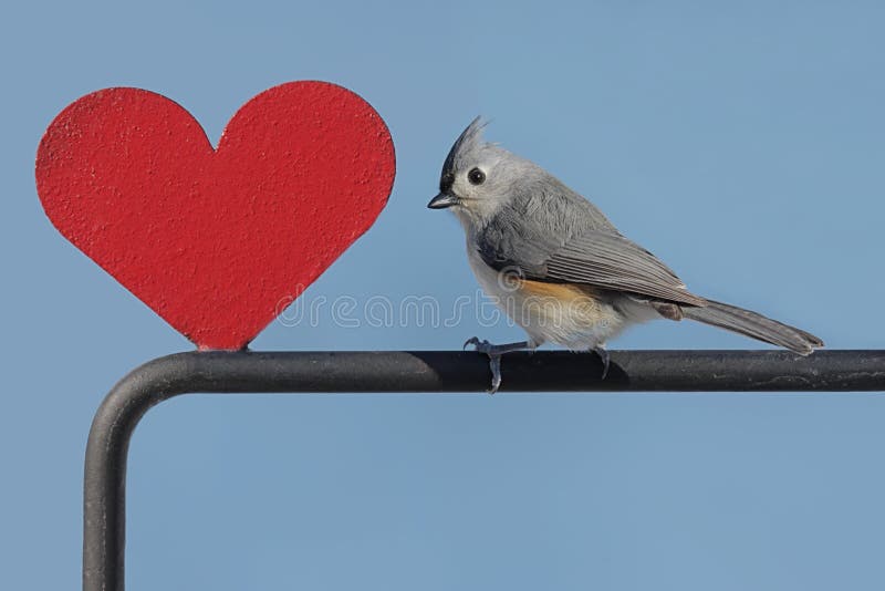 Bird with Heart stock image. Image of nature, titmouse - 10913253